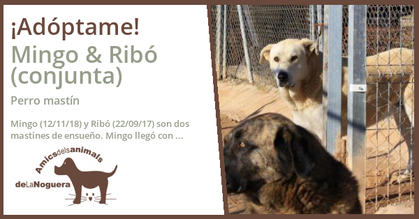 A.D.A. Noguera - Ficha de Mingo & Ribó (conjunta)