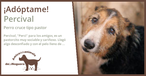 A.D.A. Noguera - Ficha de Percival